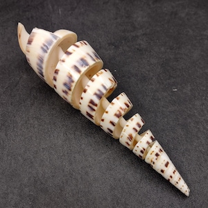 Spiral Cut Marlinspike Auger Seashell Terebra Maculata (1 Shell Approx ...