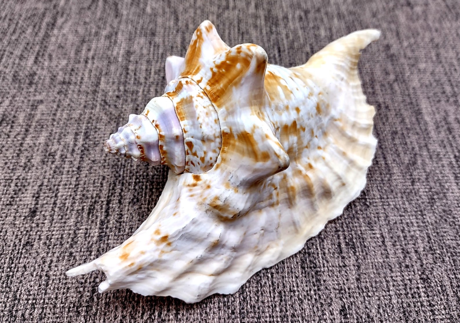Rooster Conch Seashell Strombus Gallus (1 Shell Approx. 4+ Inches ...