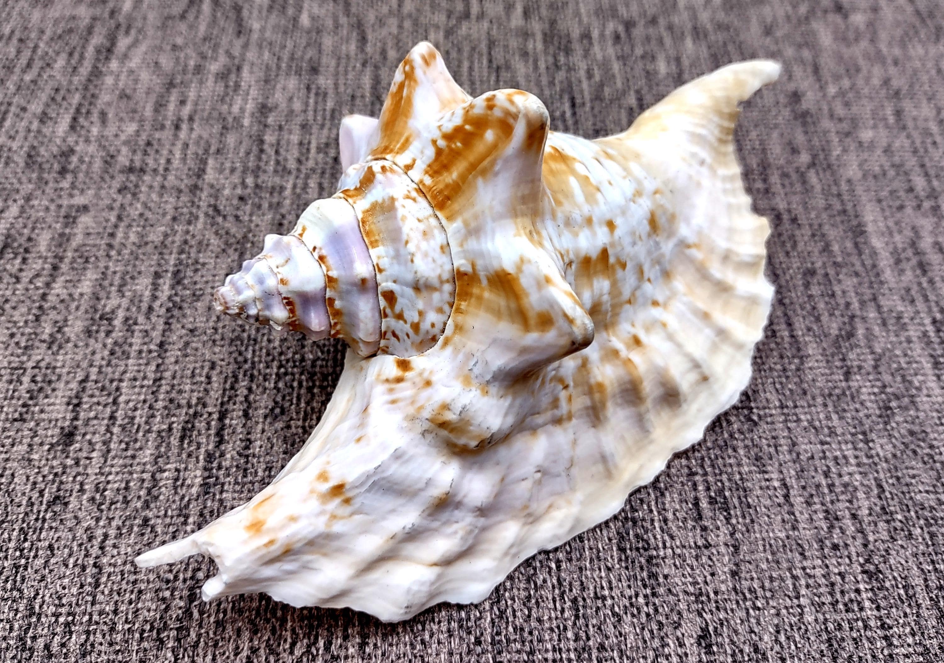 Rooster Conch Seashell Strombus Gallus (1 Shell Approx. 4+ Inches ...