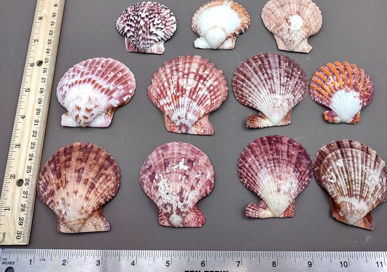 Calico Atlantic Scallop Seashells Argopecten Gibbus (10 Shells Approx ...