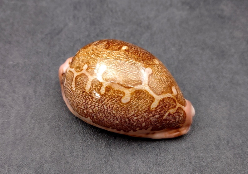 Ancient Map Cowrie Seashell Brown Cypraea Mappa (1 Shell Approx. 2.5 ...