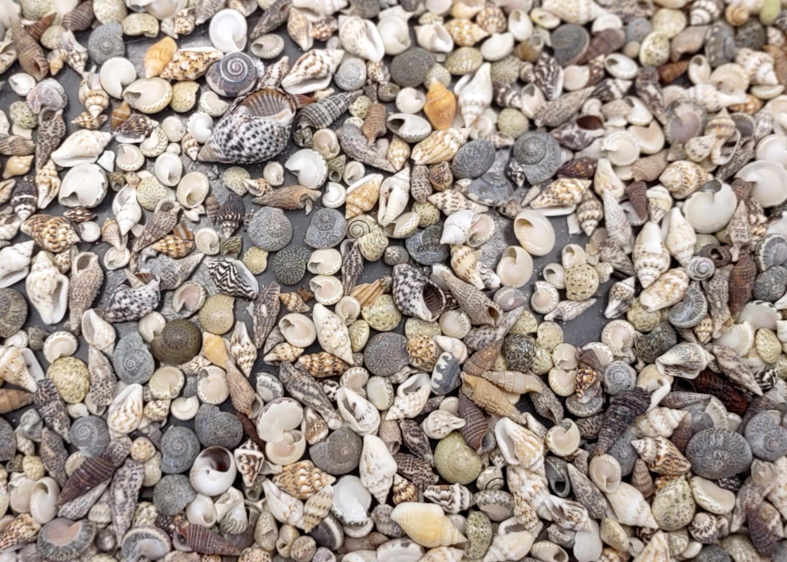 Extra Tiny Seashell Assorted Ocean Mix (approx. 1 Kilogram Shells 0.25 ...
