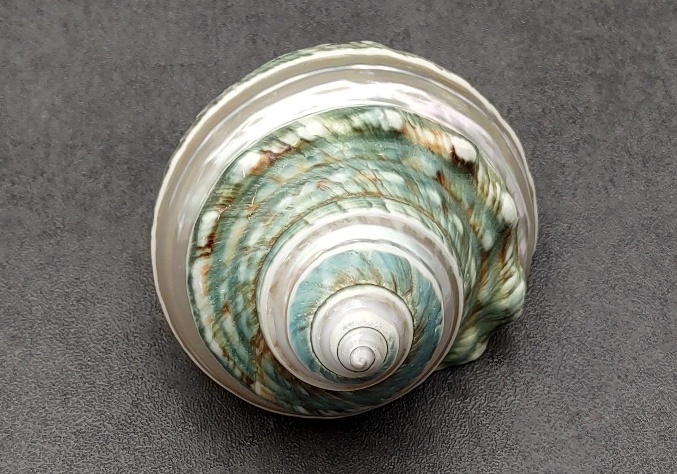 Polished Jade Green Turbo Seashell With Pearlized Stripes Turbo ...