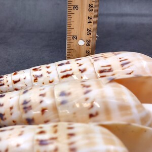 Marlinspike Auger Seashell Terebra Maculata (1 Shell Approx. 6-7 ...