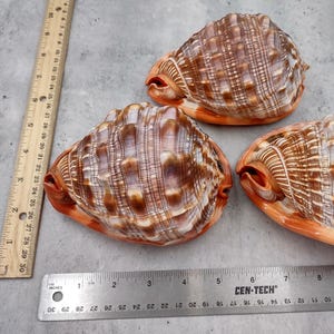 Bullmouth Helmet Seashell Cassis Rufa (1 Shell Approx. 5+ Inches ...
