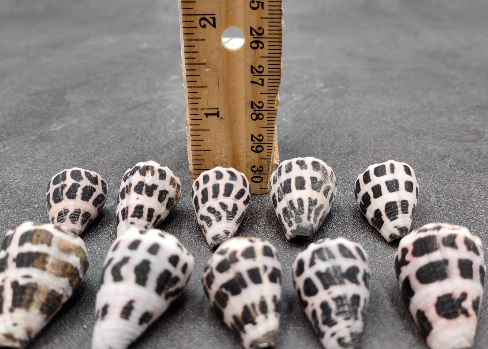 Medium Hebrew Cone Seashells Conus Ebraeus (5 Shells Approx. 1+ Inches ...
