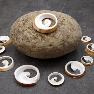 Ring Cut Tibia Conch Seashells White Brown Sliced Tibia Curta (10 ...