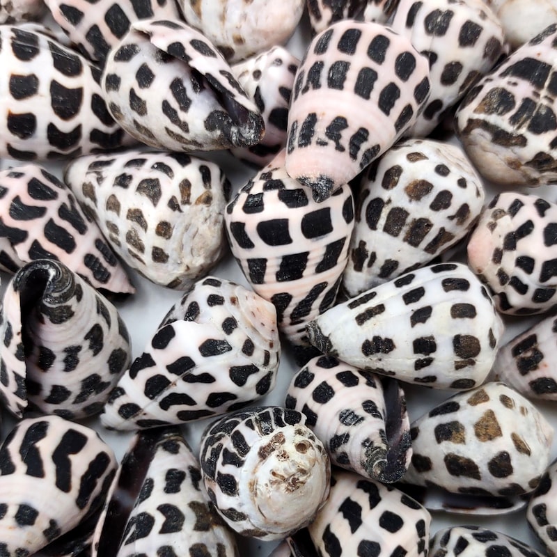 Hebrew Cone Shell Bead - Etsy