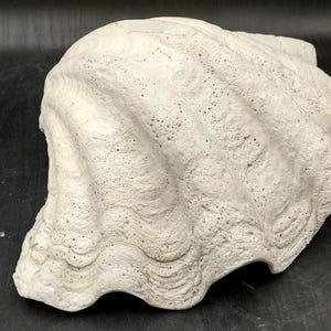 Giant Clam Shell Half (1 Half Shell Approx. 15.25L X 4.5H X 9.5D Inches ...