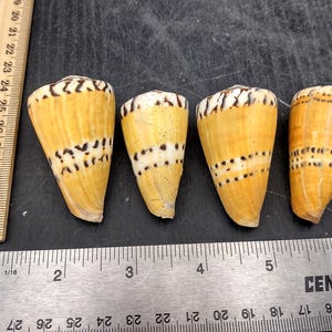 Captain Cone Seashells Conus Capitaneus (2 Shells Approx. 2+ Inches ...