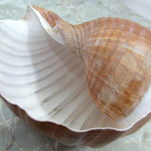 Large Tun Seashell Tonna Oleria 1 Shell Approx. 4.5 Inches Perfect ...