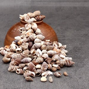 Common Nutmeg Seashells (approx. Half Cup 150+ Shells 0.25 Inches ...