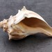 Right Handed Whelk Seashell Knobbed Dark Streaked Busycon Carica 1 ...