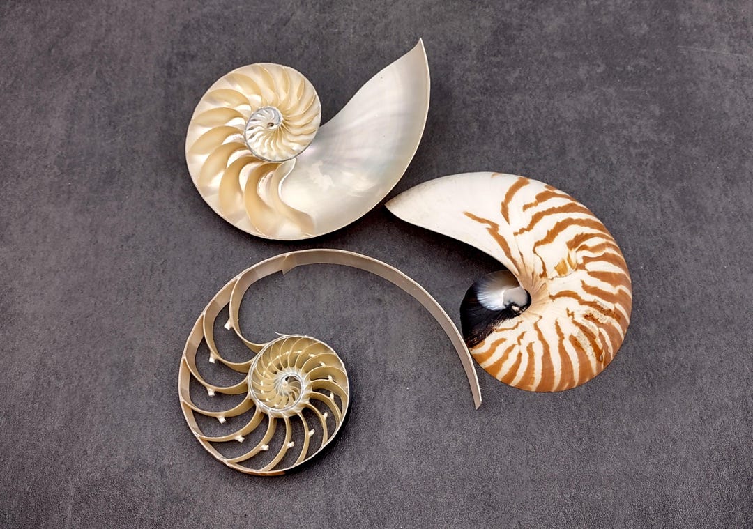 Natural Nautilus Seashell Center Sliced Set Nautilus Pompilius 1 Shell ...