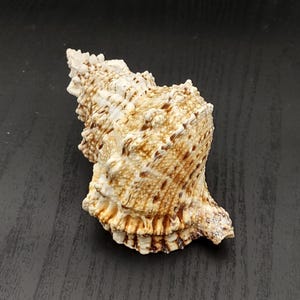 Giant Frog Seashell Bursa Bubo 1 Shell 4 Inches Perfect Shells for Any ...