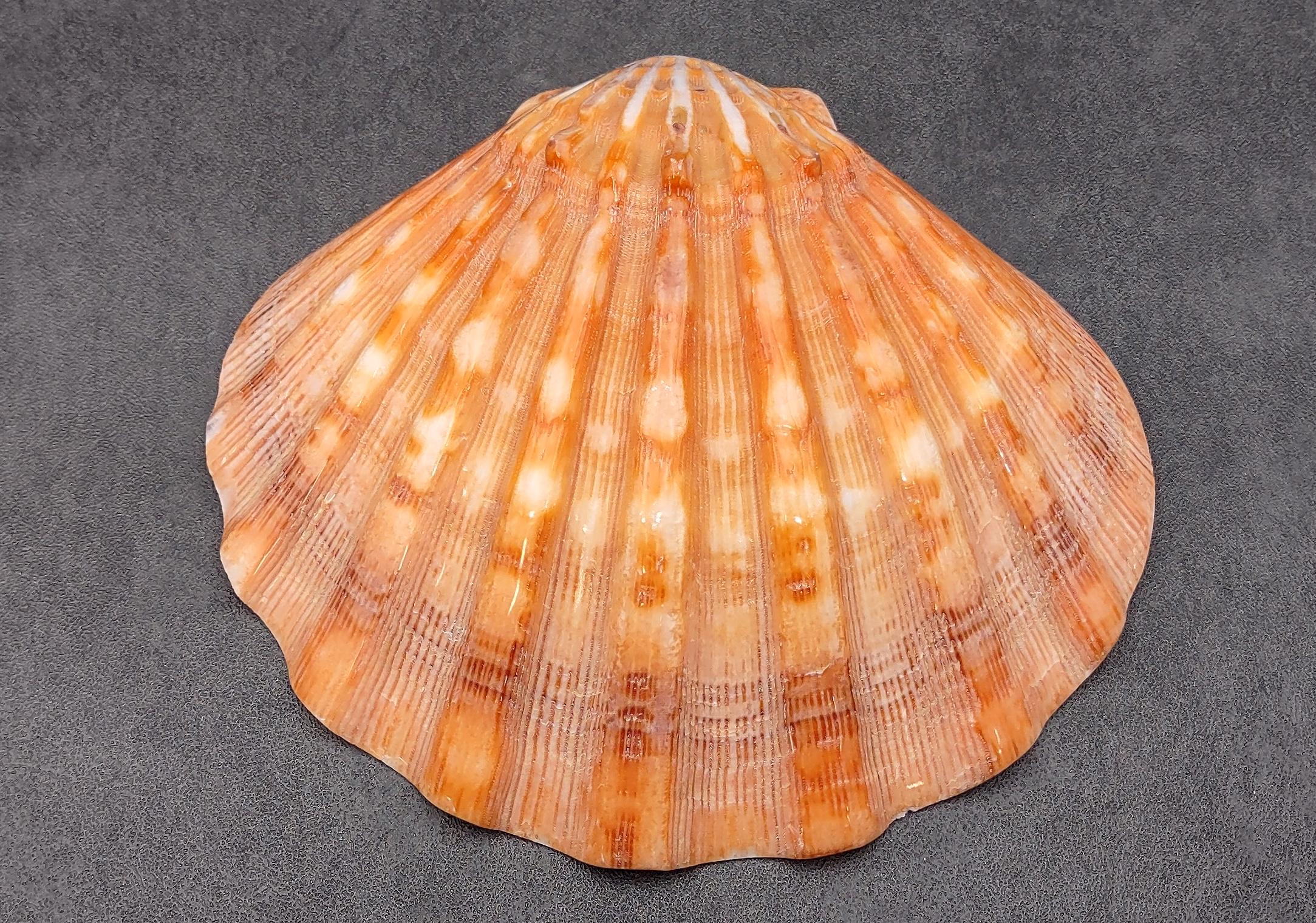 Polished Orange Lions Paw Scallop Seashell Pecten Subnodosus (1 Shell ...
