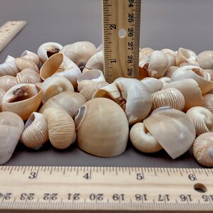Whale Eye Moon Seashells Polinices Didyma (10 Shells Approx. 1+ Inches ...
