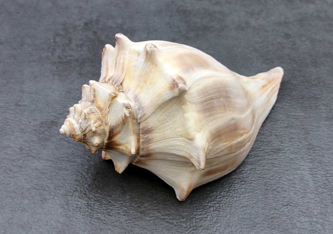 Right Handed Whelk Seashell Knobbed Dark Streaked Busycon Carica 1 ...