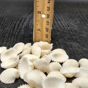 White Ark Clam Seashells Andara Granosa approx. Half Cup 35 Shells 0.5 ...