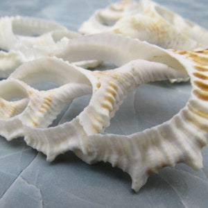 Frilled Frog Center Cut Shells Bursa Rana 5 Shells Approx. 1.5-3 Inches ...