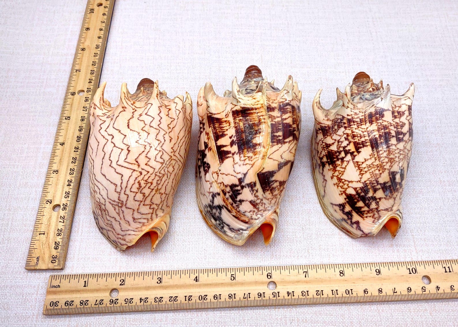 Imperial Volute Seashell Voluta Imperialis (1 Shell Approx. 5+ Inches ...