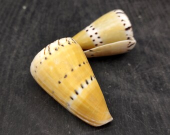 Small Hebrew Cone Seashells Conus Ebraeus 5 Shells Approx. 0.75 Inches ...