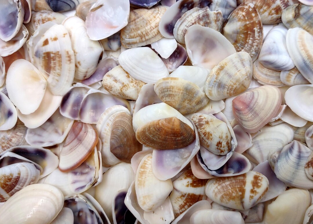 Purple Coquina Clam Shells Donax Variabilis (approx. Half Cup +/-100 ...