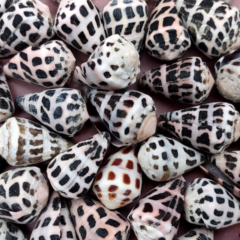 Real Hawaiian Shell Jewelry - Etsy