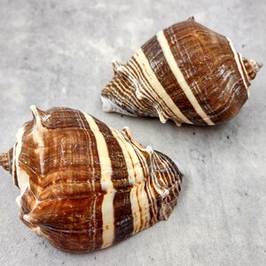 King Crown Conch Seashells Brown Striped Melongena Corona (2 Shells ...