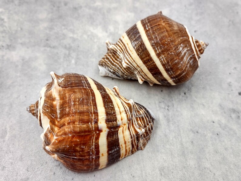 King Crown Conch Seashells Brown Striped Melongena Corona (2 Shells ...