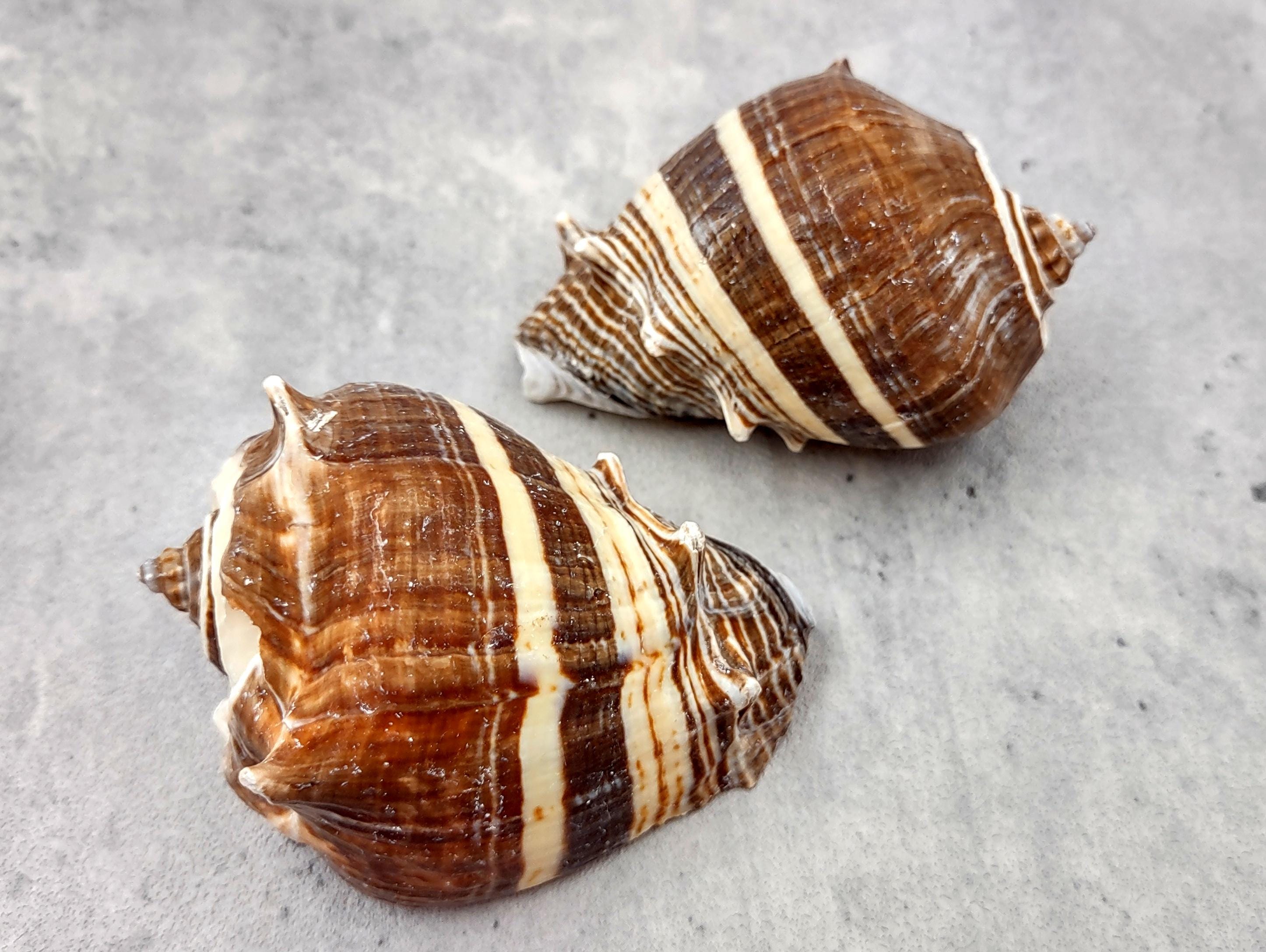 King Crown Conch Seashells Brown Striped Melongena Corona (2 Shells ...