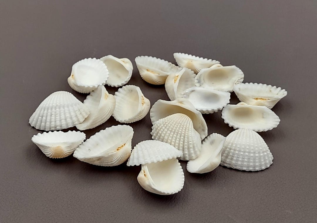White Ark Clam Seashells Tegillarca Granosa (approx. 20+ Shells 1 ...