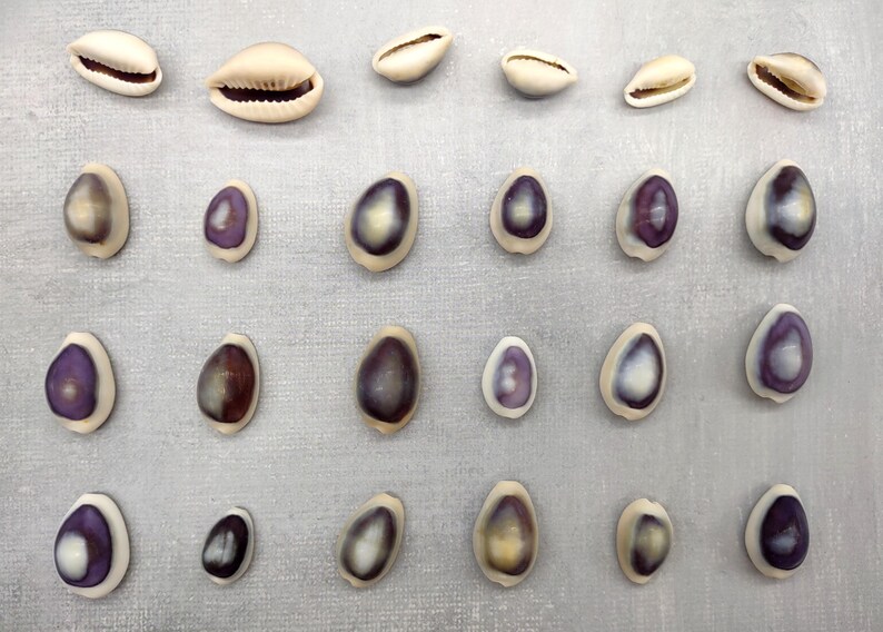 Purple Top Cowrie Seashells Bulk Cypraea Annulus (approx. Half Cup ...