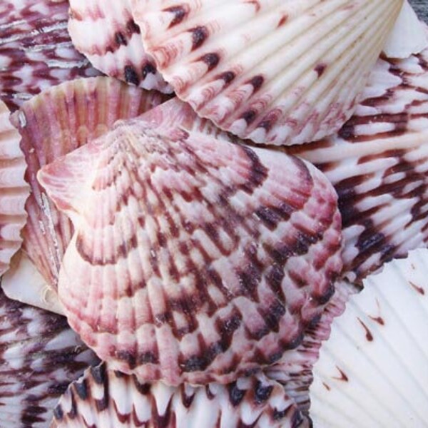 Calico Scallop Shell - Etsy