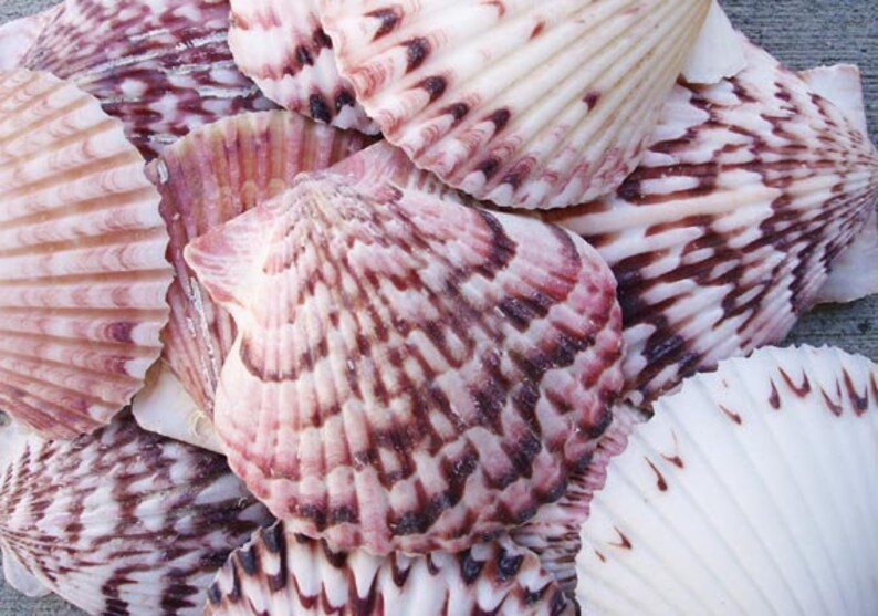 Calico Atlantic Scallop Seashells Argopecten Gibbus 10 - Etsy