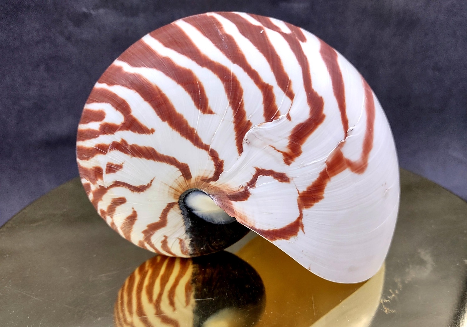 Natural Nautilus Seashell Nautilus Pompilius (1 Shell Approx. 5+ Inches ...