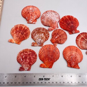 Crimson Red Scallop Seashell Halves Pecten Nobolis (approx. Quarter ...