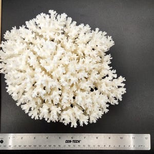 White Lace Coral Large Cluster Pocillopora Damicornis (1 Coral Approx ...