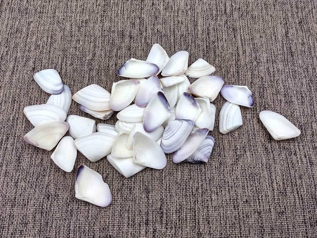 Coquina Seashells Light Blue White Donax Variabilis (approx. 40+ Shells ...