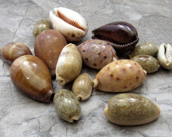 Small Hebrew Cone Seashells Conus Ebraeus 5 Shells Approx. 0.75 Inches ...