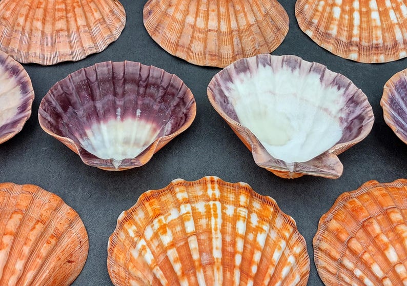 Polished Orange Lions Paw Scallop Seashell Pecten Subnodosus (1 Shell ...