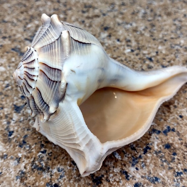 Florida Whelk Shell - Etsy