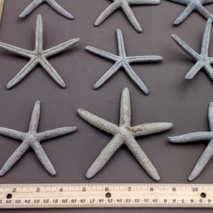 Blue Grey Finger Starfish Linckia Laevigata (3 Starfish Approx. 3 ...