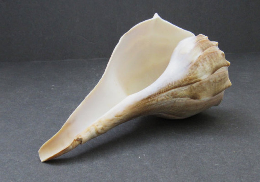 Lightning Whelk Busycon Contrarium 1 Shell Approx. 7-8 Inches - Etsy