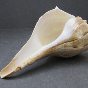Lightning Whelk Busycon Contrarium 1 Shell Approx. 7-8 Inches - Etsy