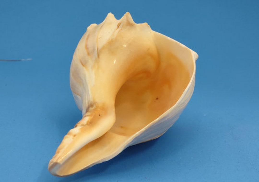 Right Handed Whelk Seashell Creamy Yellow Atlantic Busycon Carica 1 ...