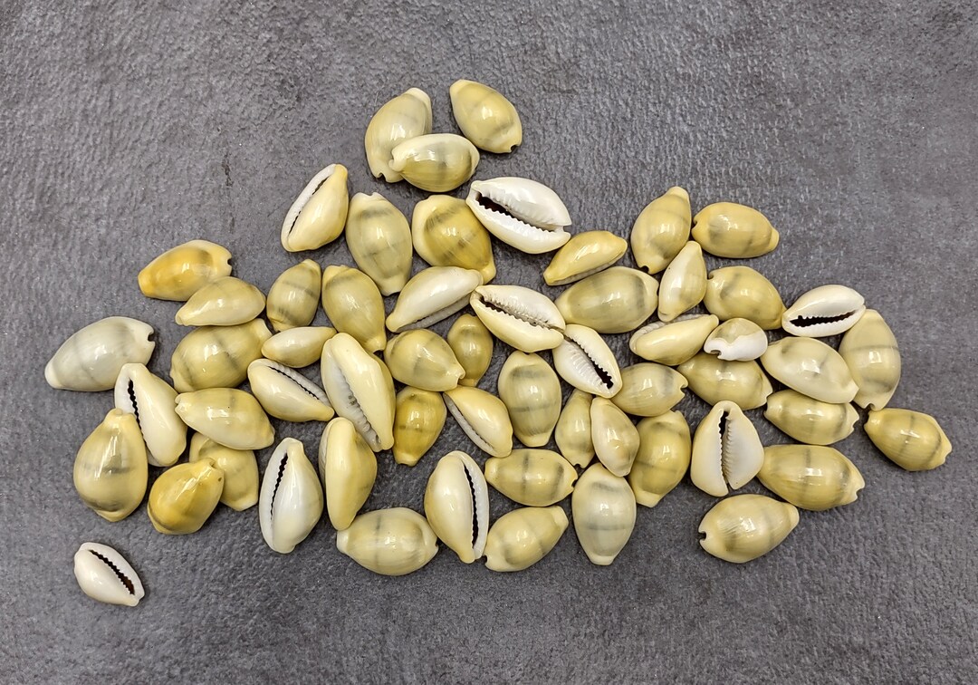 Money Cowrie Seashells Cypraea Moneta approx. 35-40 Shells .5-1 - Etsy Money Cowrie Seashells Cypraea Moneta approx. 35-40 Shells .5-1 - Etsy