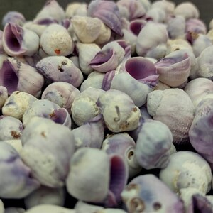 Cebu Beauty Violet Coral Seashells Coralliophila Neritoidea (approx. 40 ...
