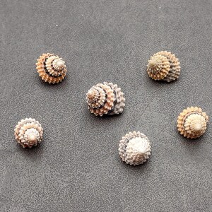 Coronate Prickly Winkle Seashells Tectarius Coronatus (6 Shells Approx ...