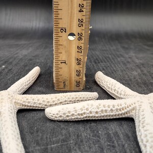 White Finger Starfish (2 Starfish Approx. 5+ Inches) White Linckia ...